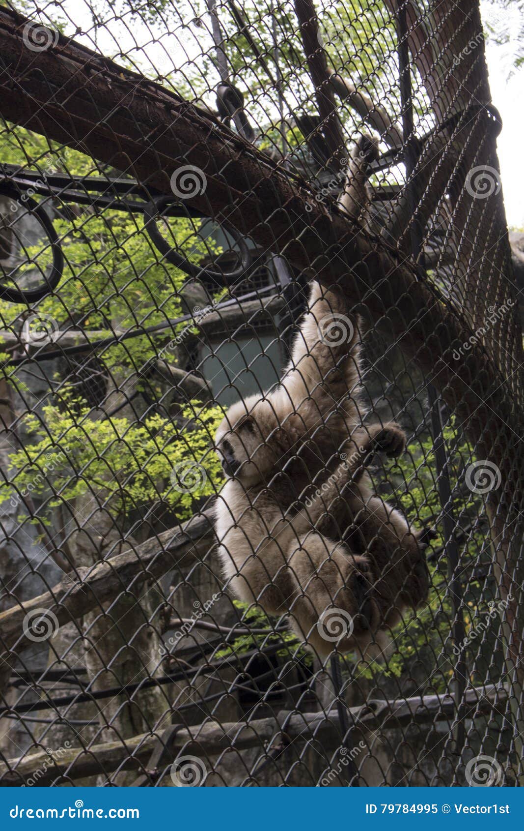 Sad Funny Monkey Inside Cage Stock Image - Image of jungle, little ...