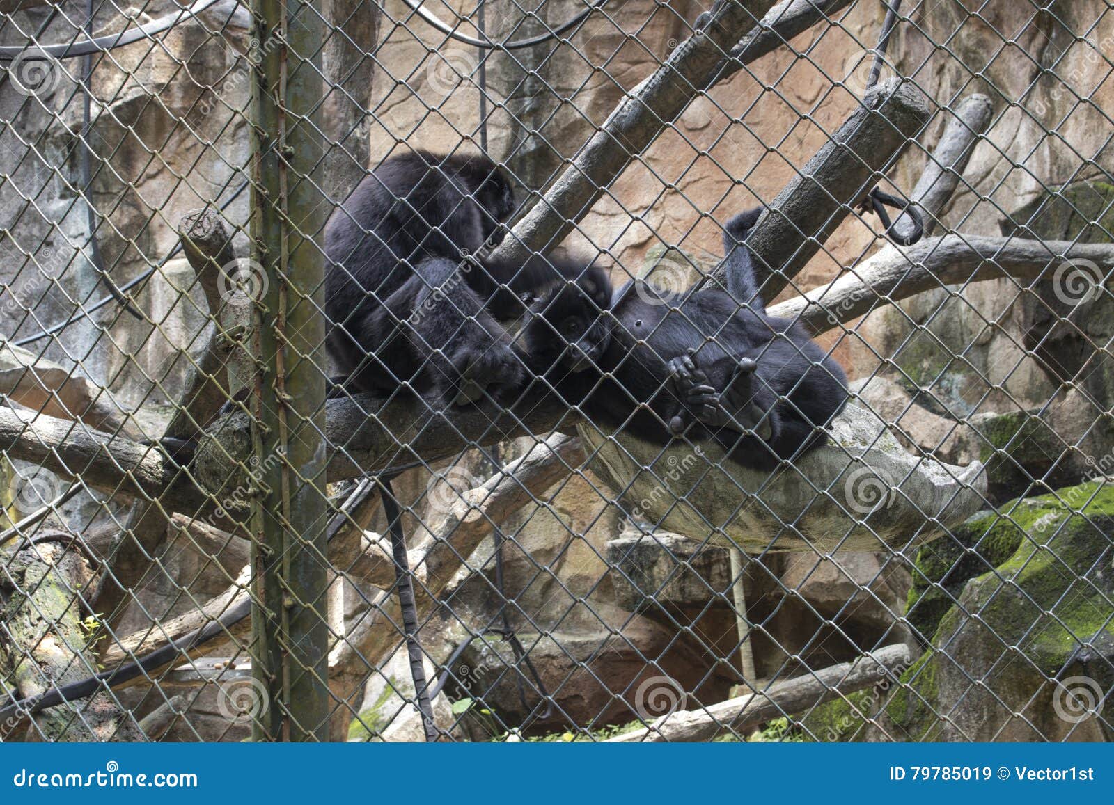 Sad Funny Monkey Inside Cage Stock Image - Image of adorable, cage ...