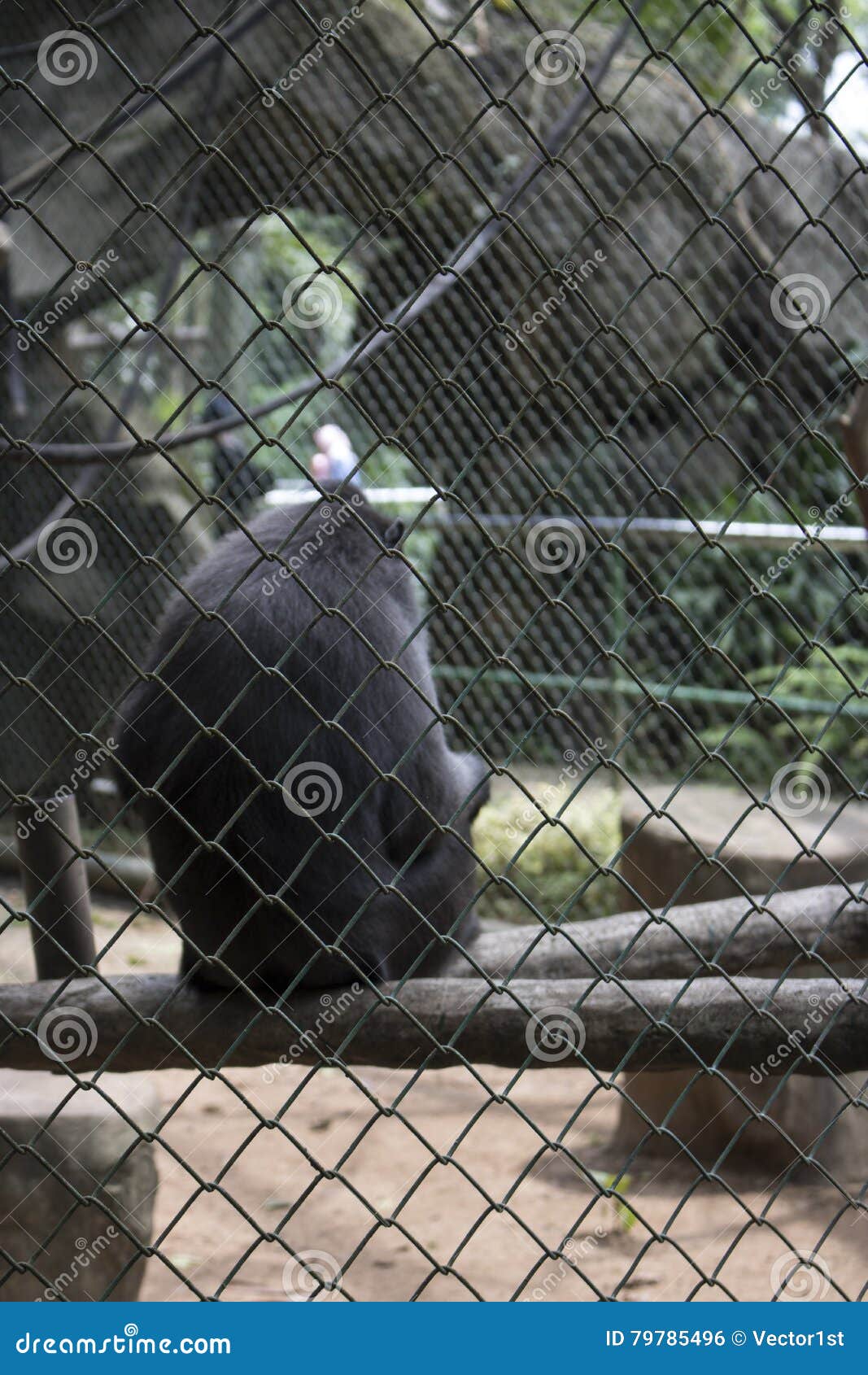 Sad Funny Monkey Inside Cage Stock Photo - Image of tree, jungle: 79785496