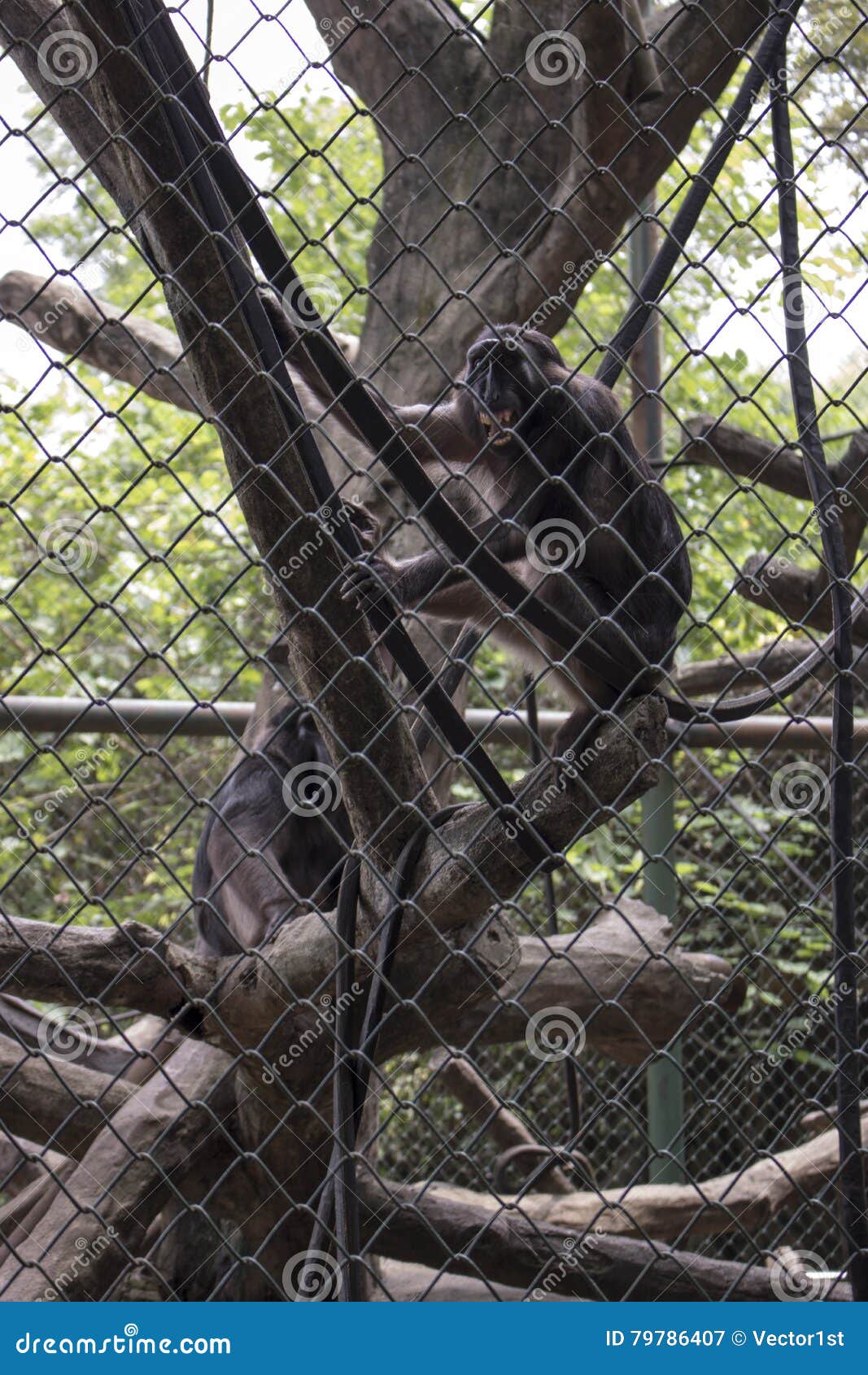 Sad Funny Monkey Inside Cage Stock Image - Image of fauna, recreation ...