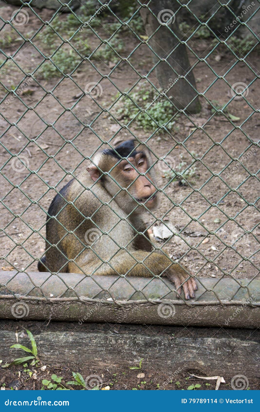 Sad Funny Monkey Inside Cage Stock Photo - Image of cage, adorable ...