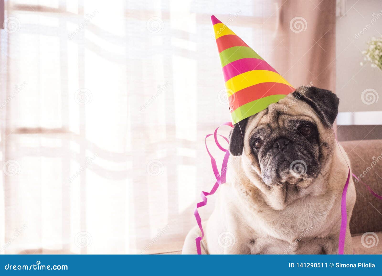 Party hat pug at home stock image. Image of funny, celebrate - 141290511