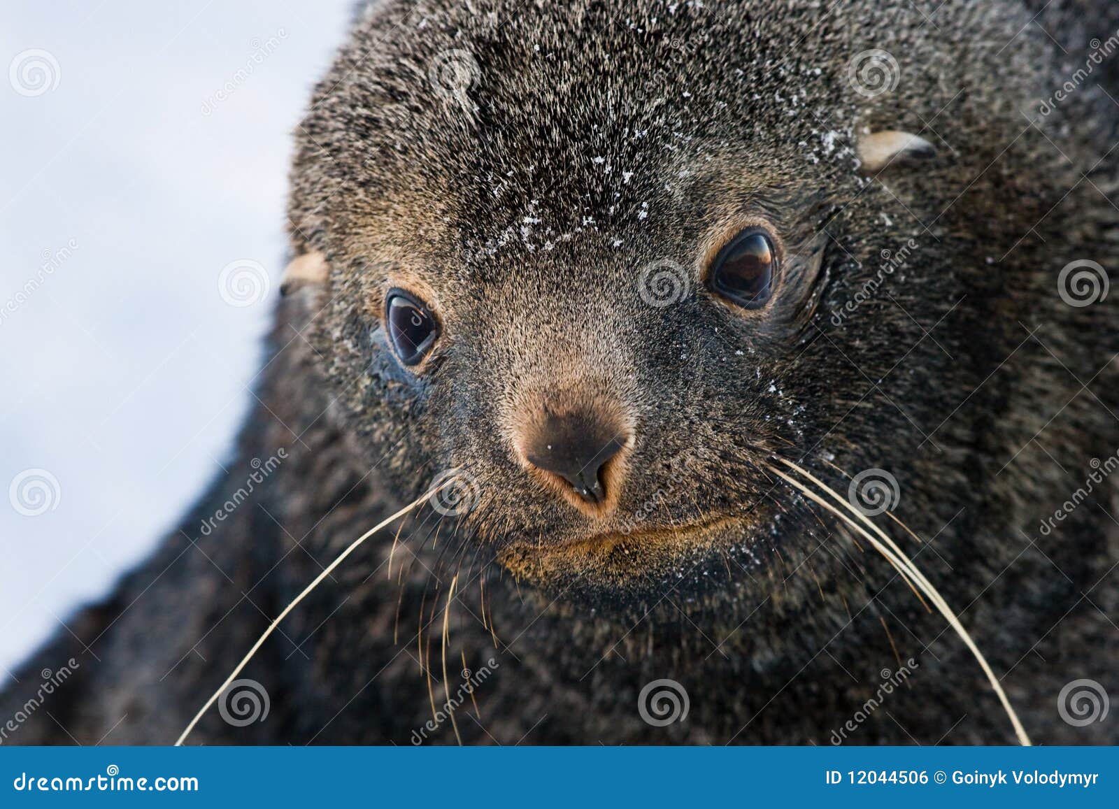Sad Fur Seal stock photo. Image of mammal, dark, curiosity - 12044506