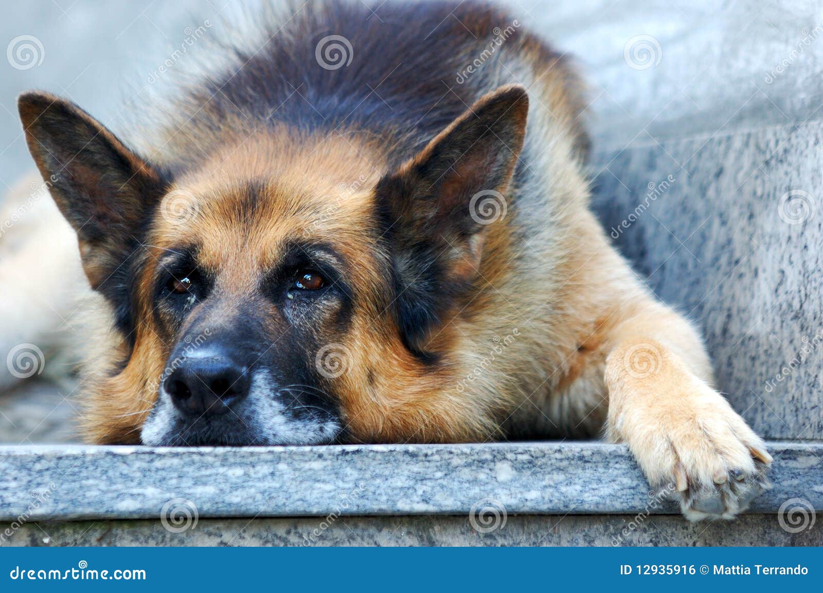 Royalty Free Images, Cartoons, Illustrations And Photos Designed By ...