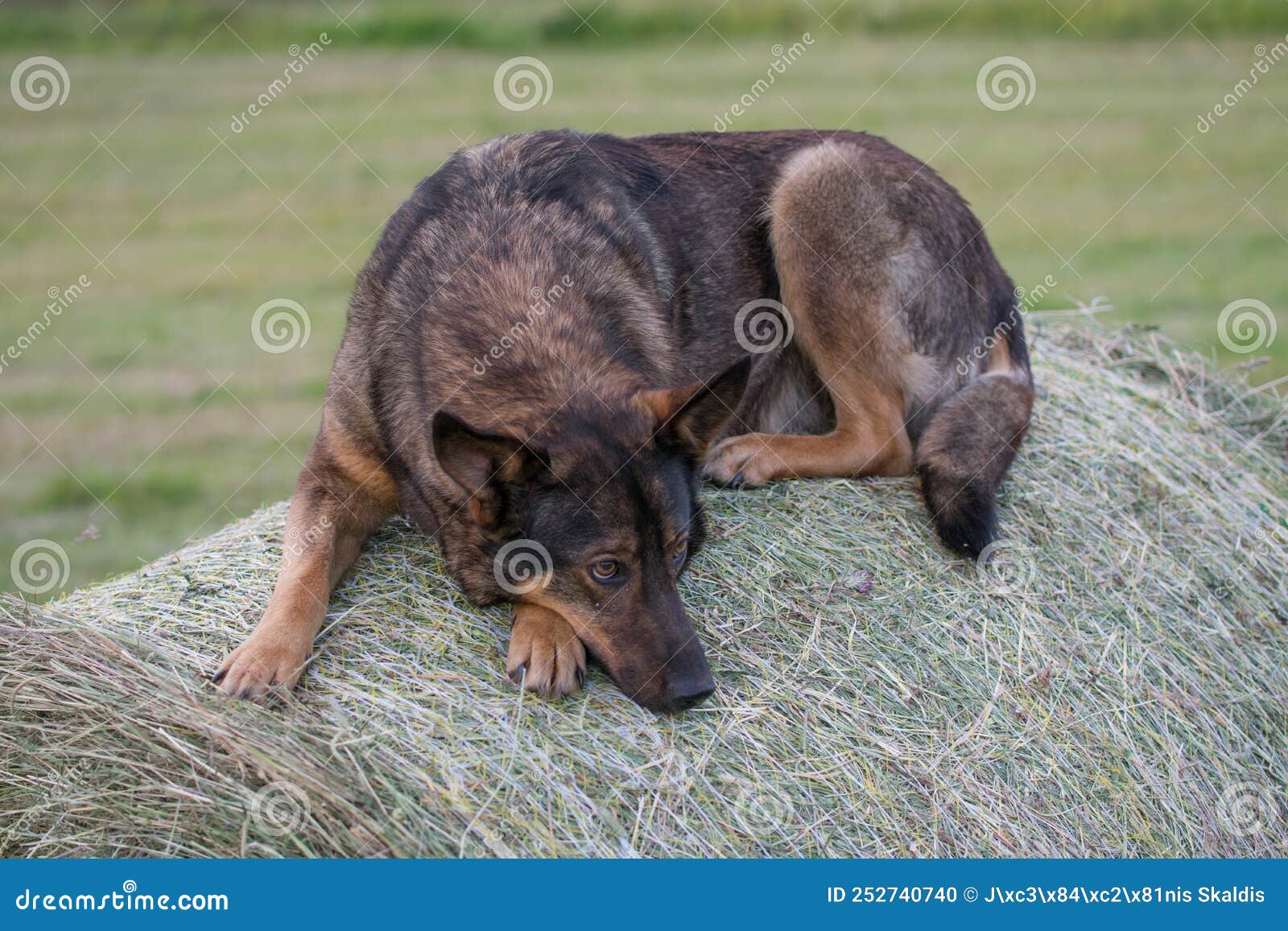 Sad German Shepherd Dog Sitting on a Hay Roll Stock Photo - Image of ...