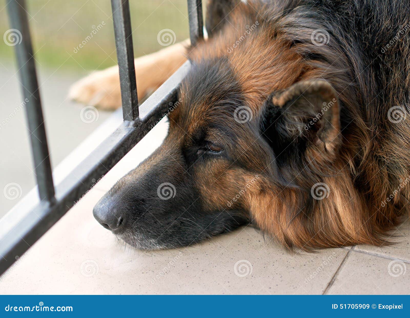 Sad german shepherd dog stock image. Image of lying, black - 51705909
