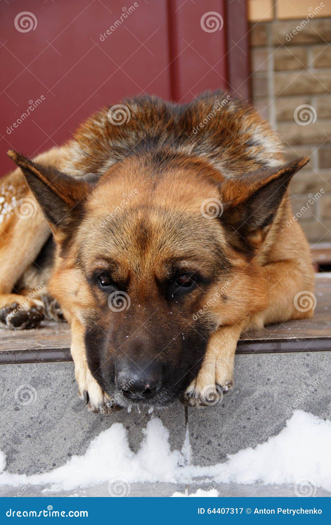 Sad German Shepherd Waiting at Home. Stock Image - Image of boredom ...