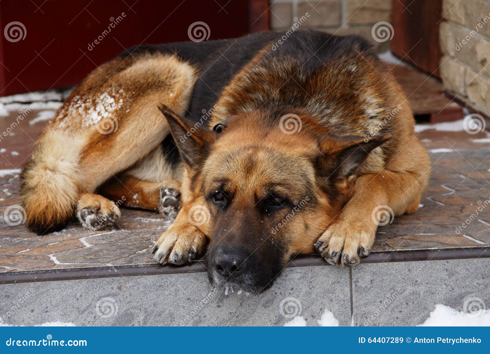 Sad german shepherd stock image. Image of home, shepherd - 64407289
