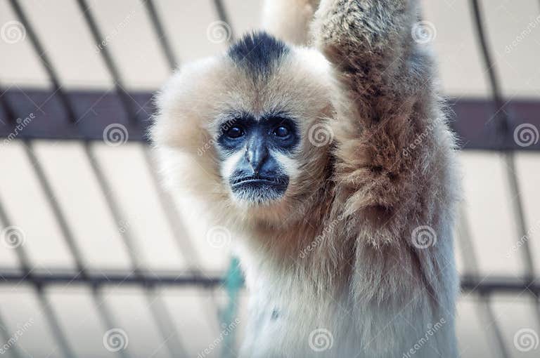 Sad gibbon in zoo stock photo. Image of tree, emotive - 18842398