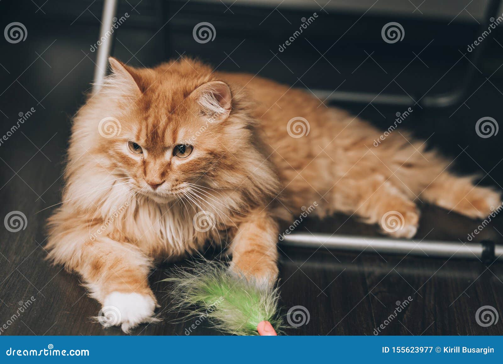 Sad Ginger Cat with a Phlegmatic Look Stock Image - Image of face, eyes ...