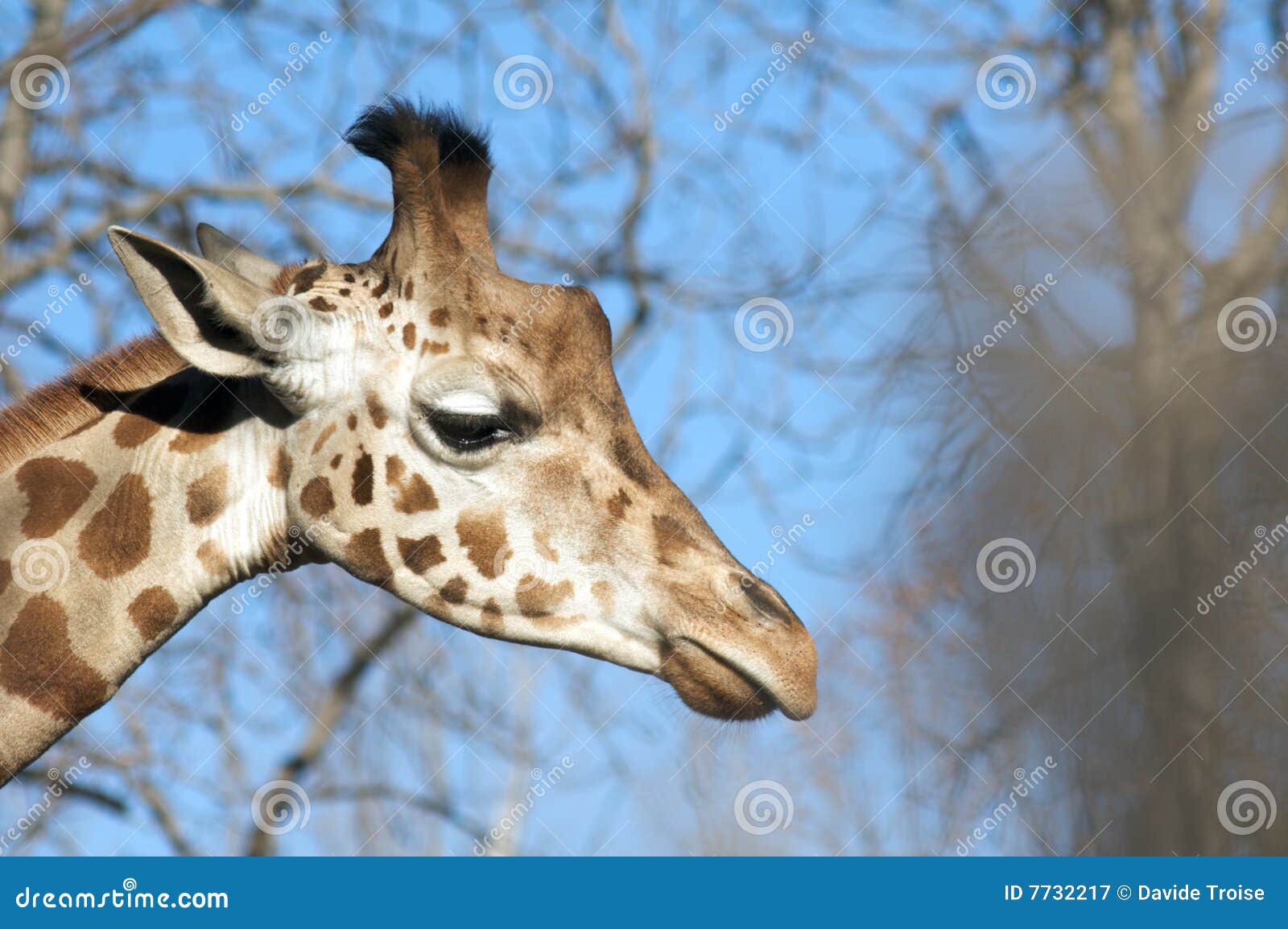Sad Giraffe stock image. Image of neck, tall, camelopardalis - 7732217
