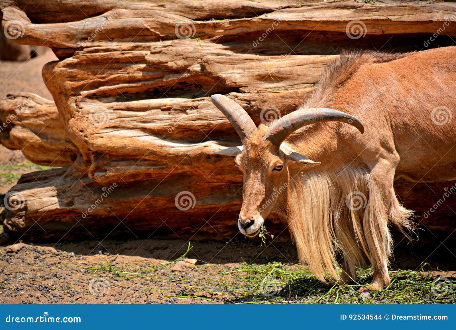 The sad goat stock photo. Image of egyptian, inside, mediterranean ...