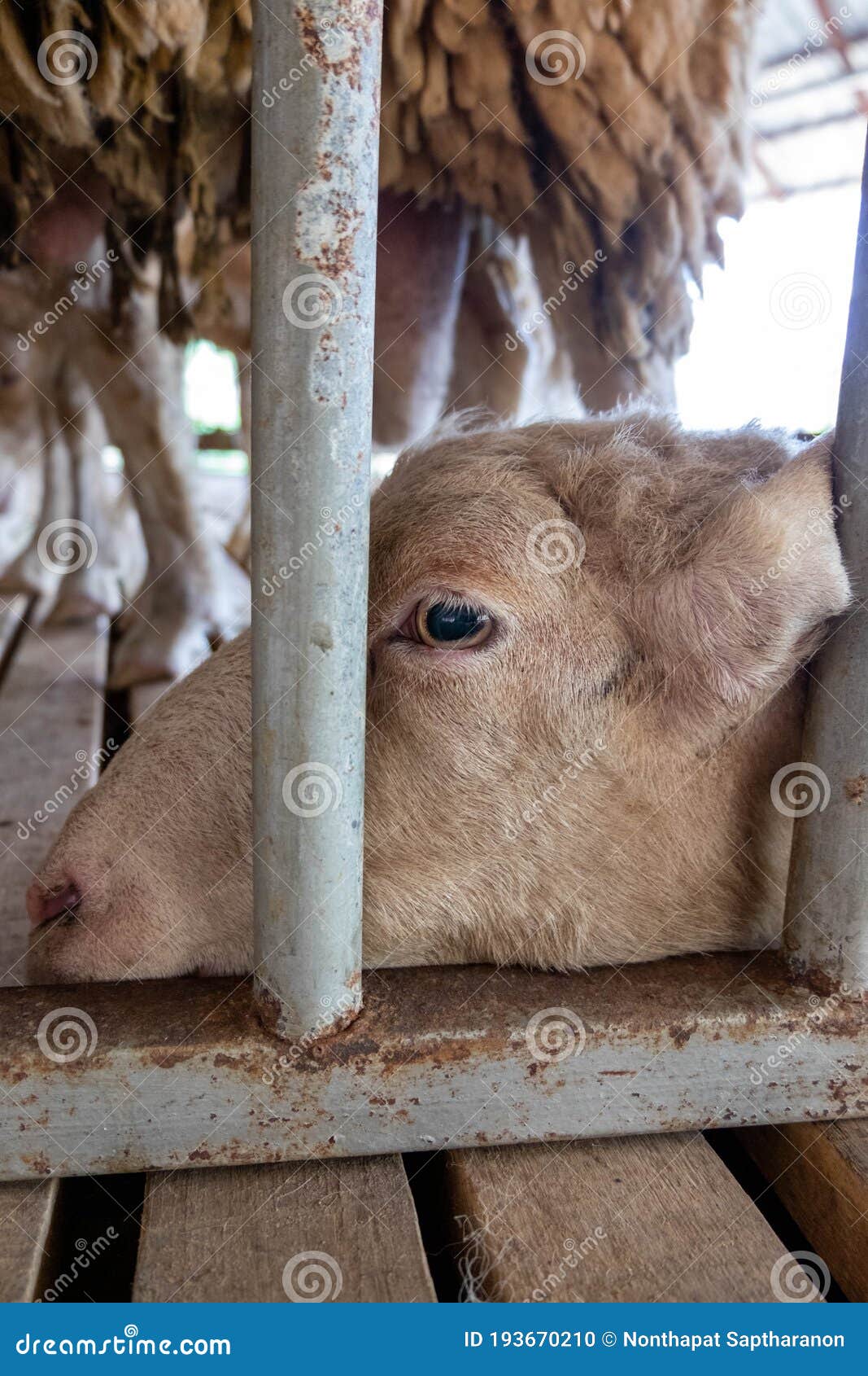The Sad Goat is Lonely and without Freedom. Stock Photo - Image of goat ...