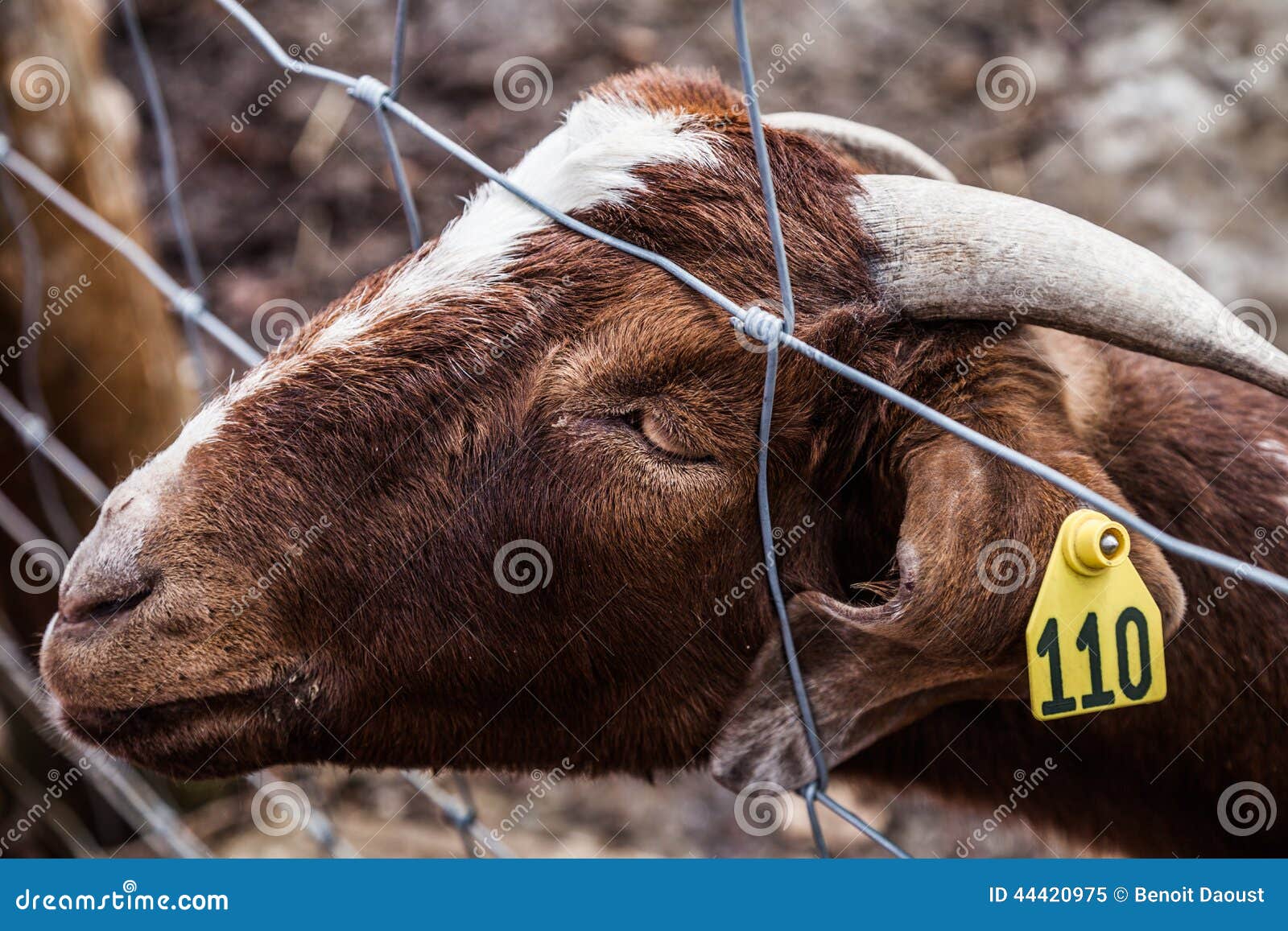 Sad Goat Stock Photo - Image: 44420975