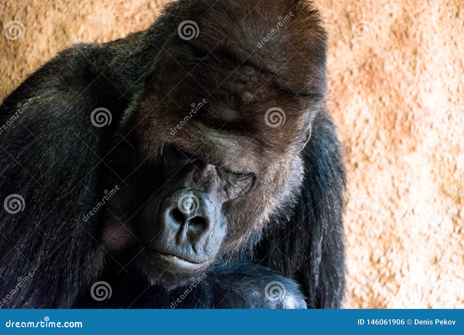Sad gorilla at the stock photo. Image of forest, endangered - 146061906