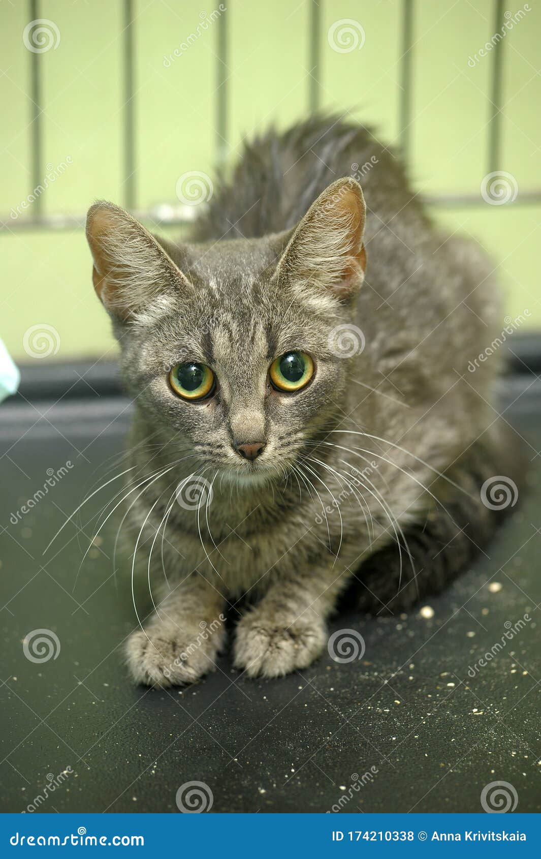 Sad gray cat in a cage stock photo. Image of animal - 174210338