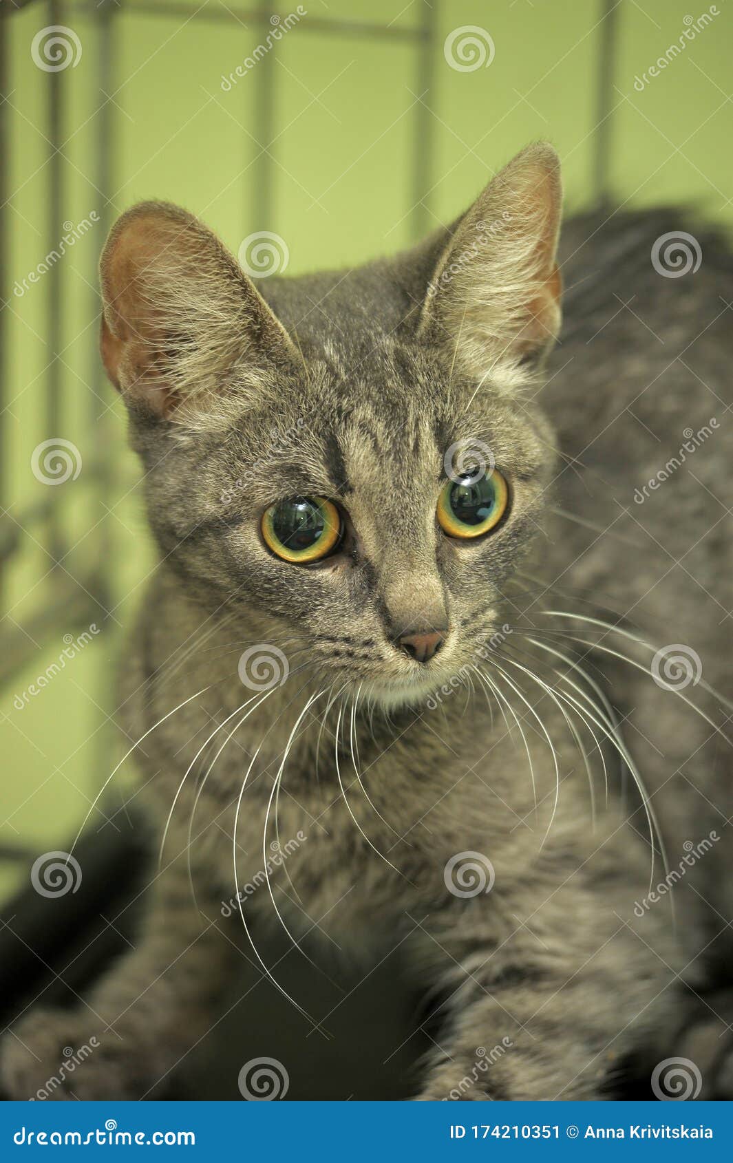 Sad gray cat in a cage stock image. Image of homeless - 174210351