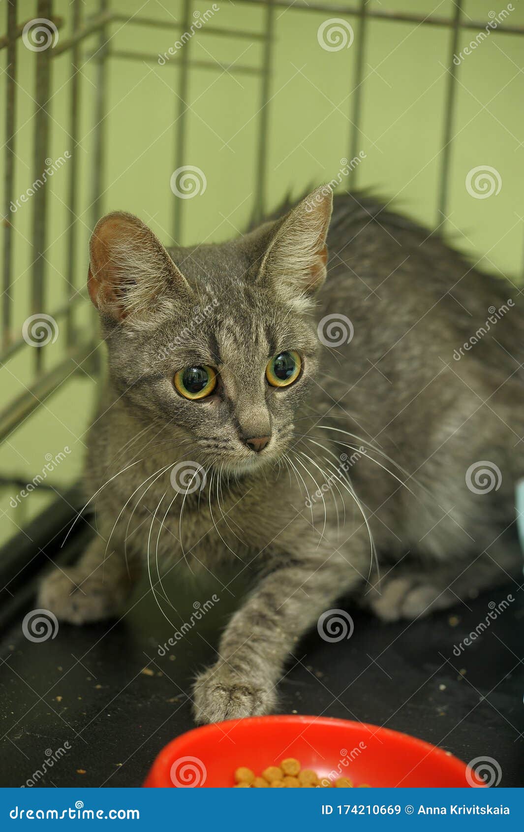 Sad gray cat in a cage stock image. Image of bokeh, adoption - 174210669