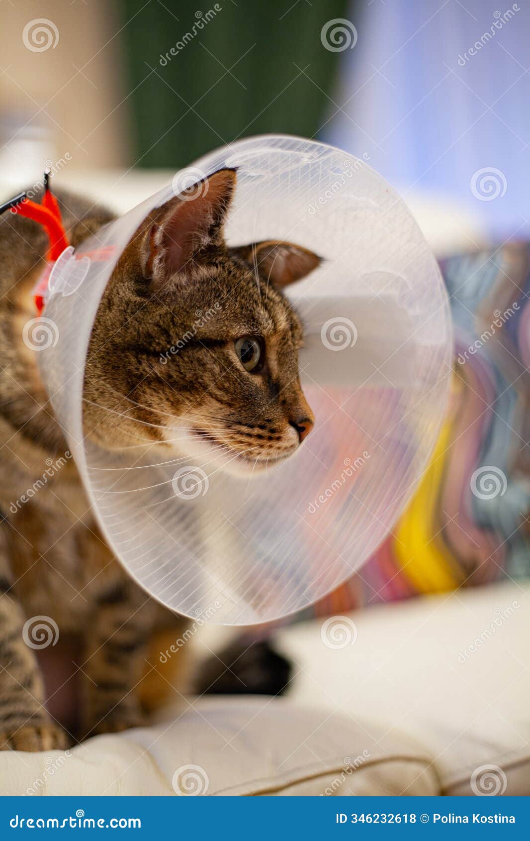 Profile Picture of a Cat in a Plastic Cone Stock Photo - Image of ...