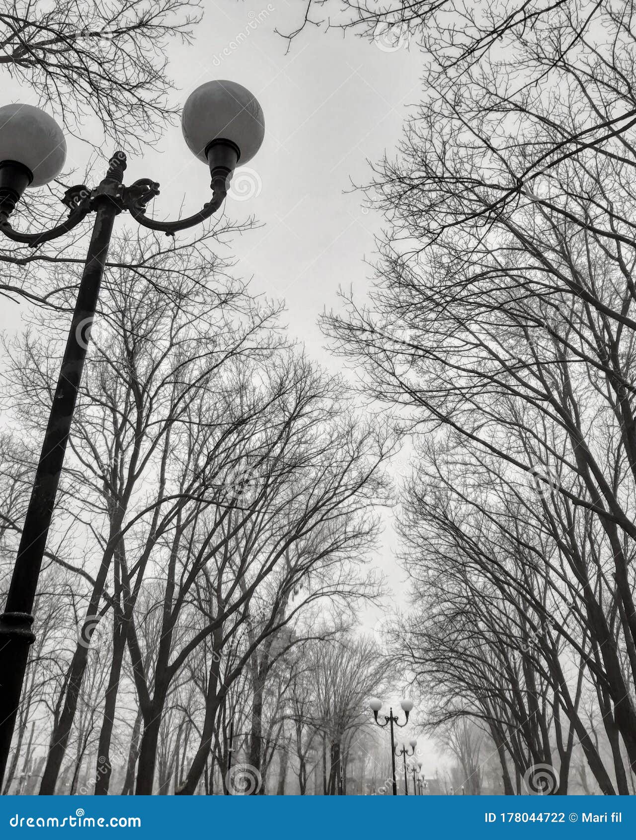 Sad and green winter sky stock photo. Image of tree - 178044722