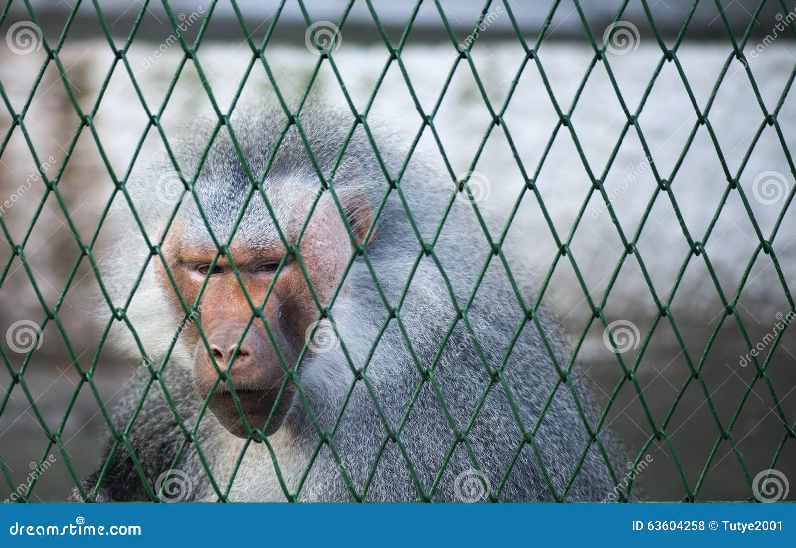 Sad grey baboon at the zoo stock photo. Image of captivity - 63604258
