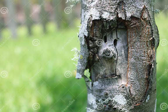 Sad Grumpy Face Naturally Occurring on Maple Tree Trunk in Florida ...