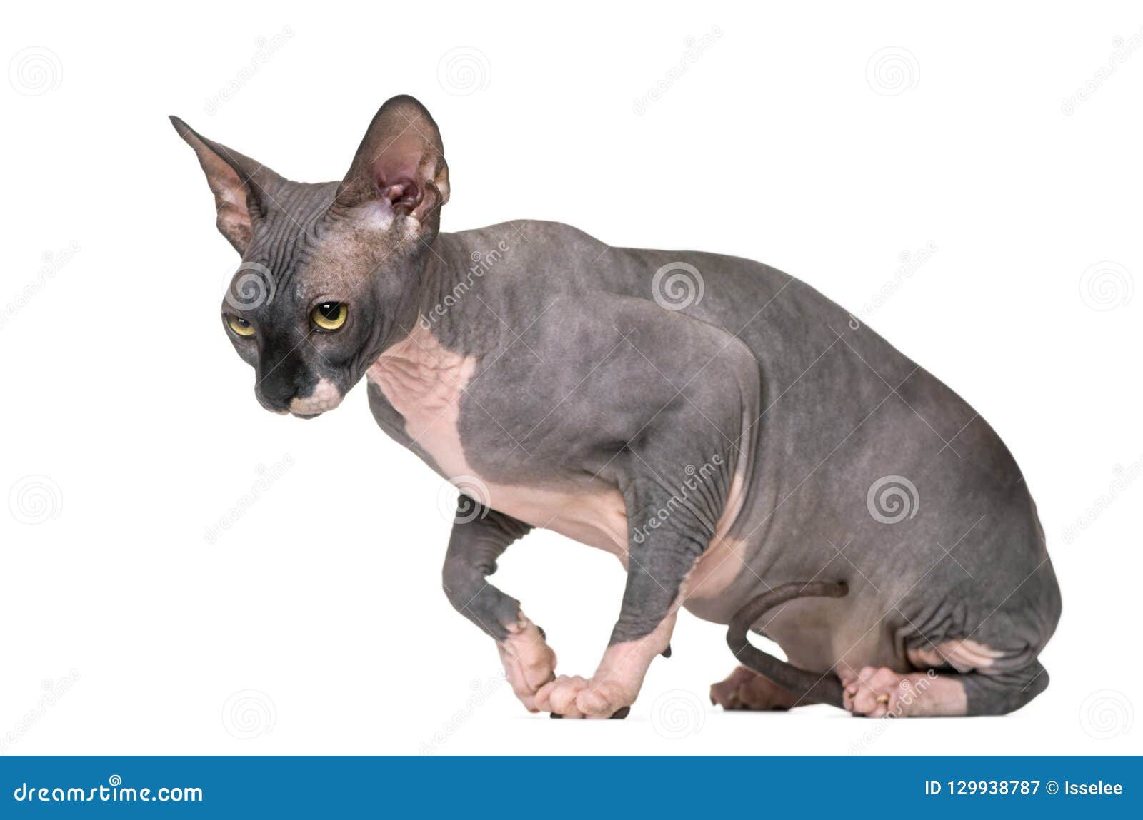 Sad and guilty Sphynx stock image. Image of disappointed - 129938787