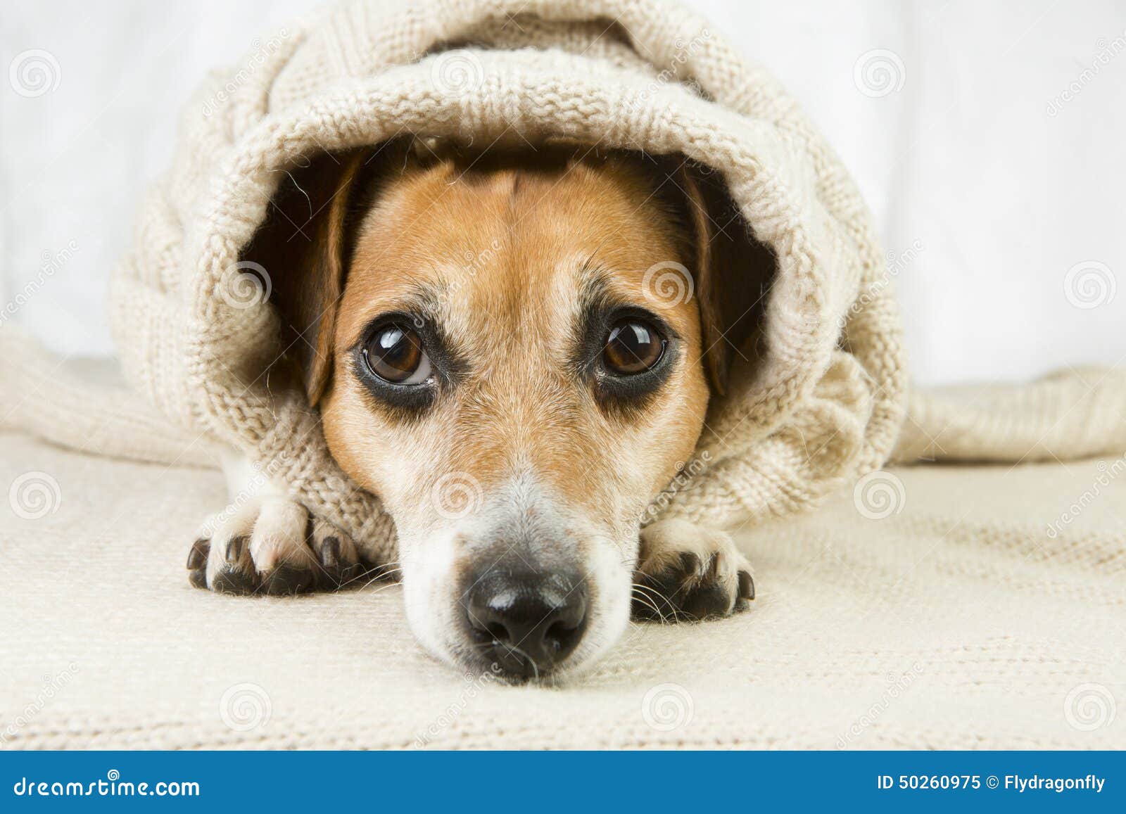 SAD gullig hund fotografering för bildbyråer. Bild av gyckel - 50260975