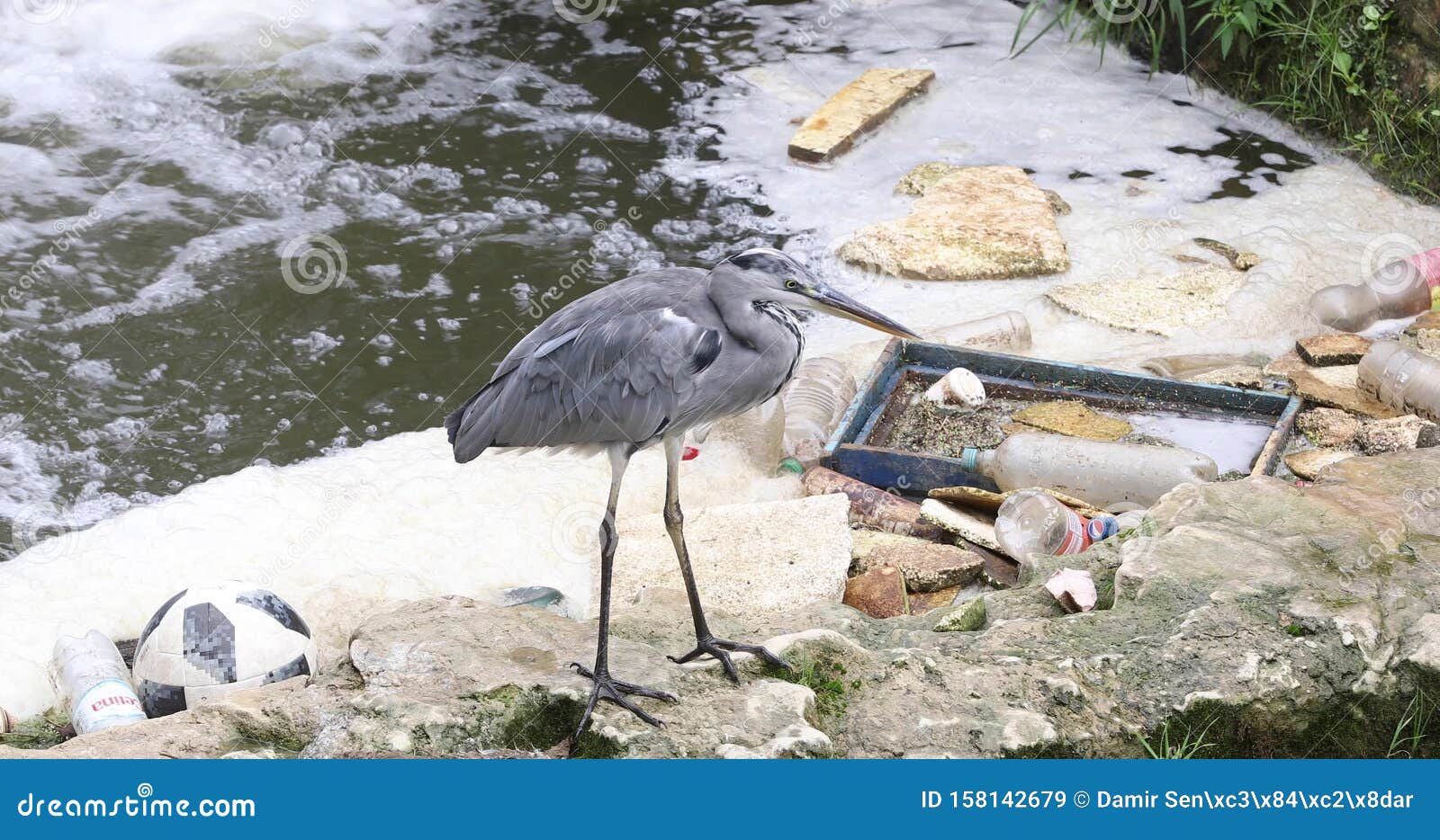 Sad Heron in Garbage Polluted River Stock Video - Video of plastic ...