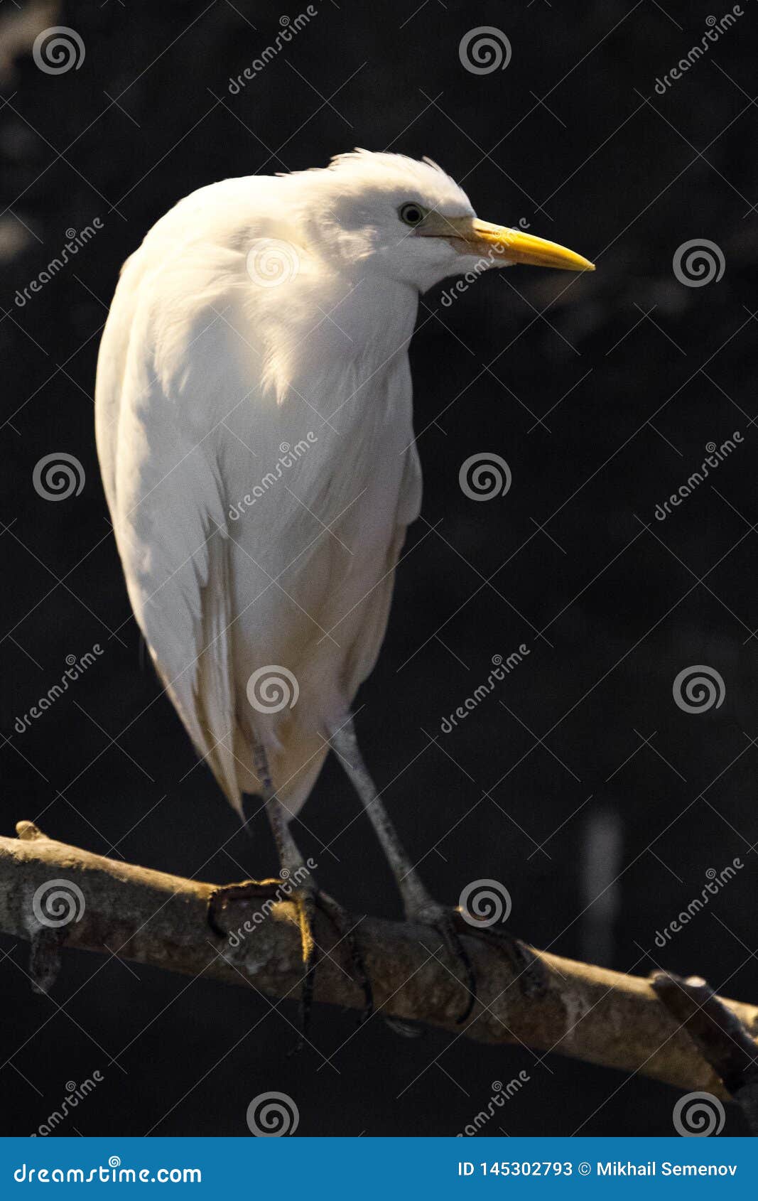 Sad Heron. a White Heron is Sitting on a Tree Branch Against a Dark ...