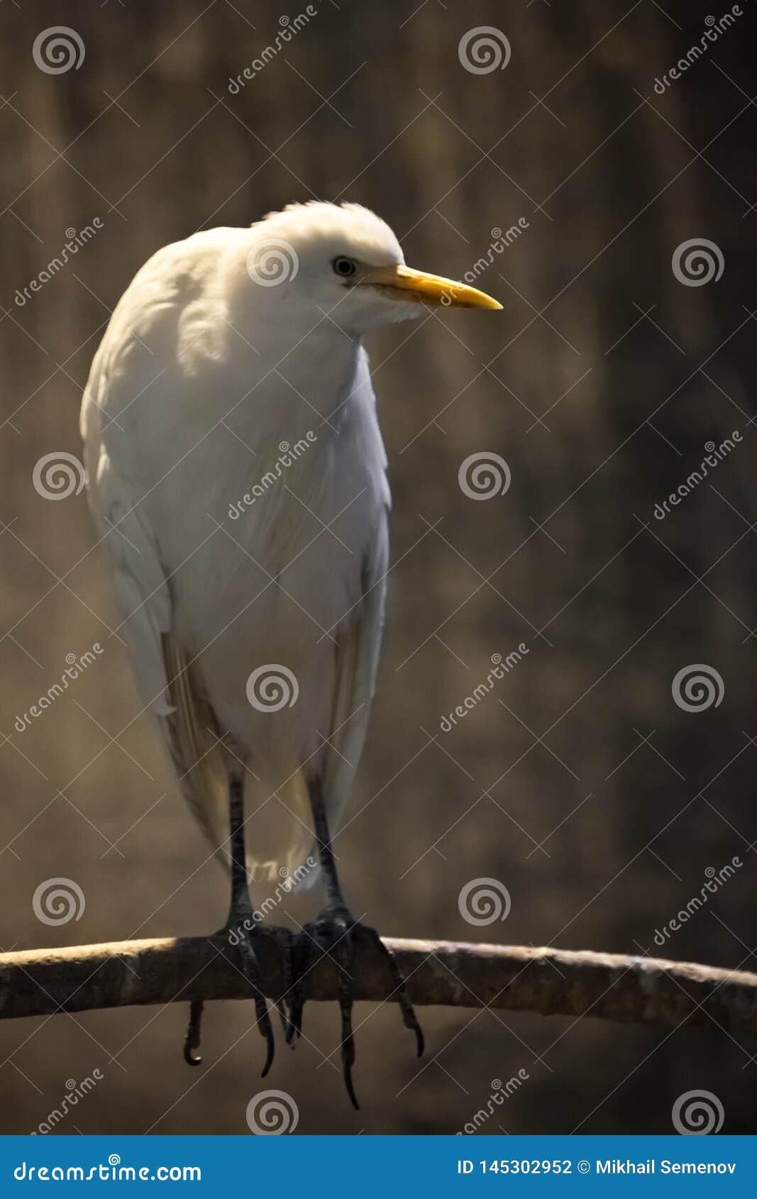 Sad Heron. a White Heron is Sitting on a Tree Branch Against a Dark ...