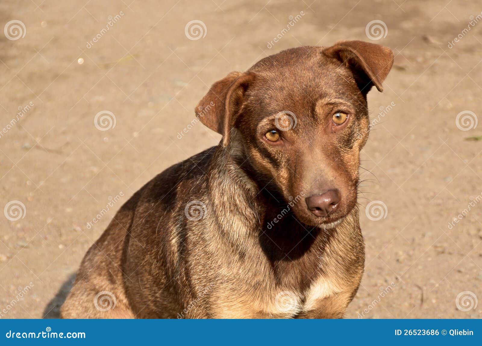 Sad homeless dog stock photo. Image of hair, canine, pets - 26523686