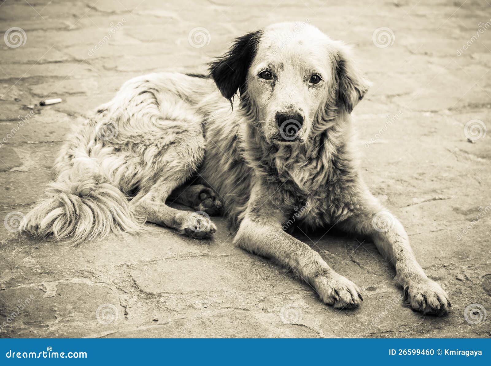 Sad and homeless dog stock photo. Image of homeless, friend - 26599460