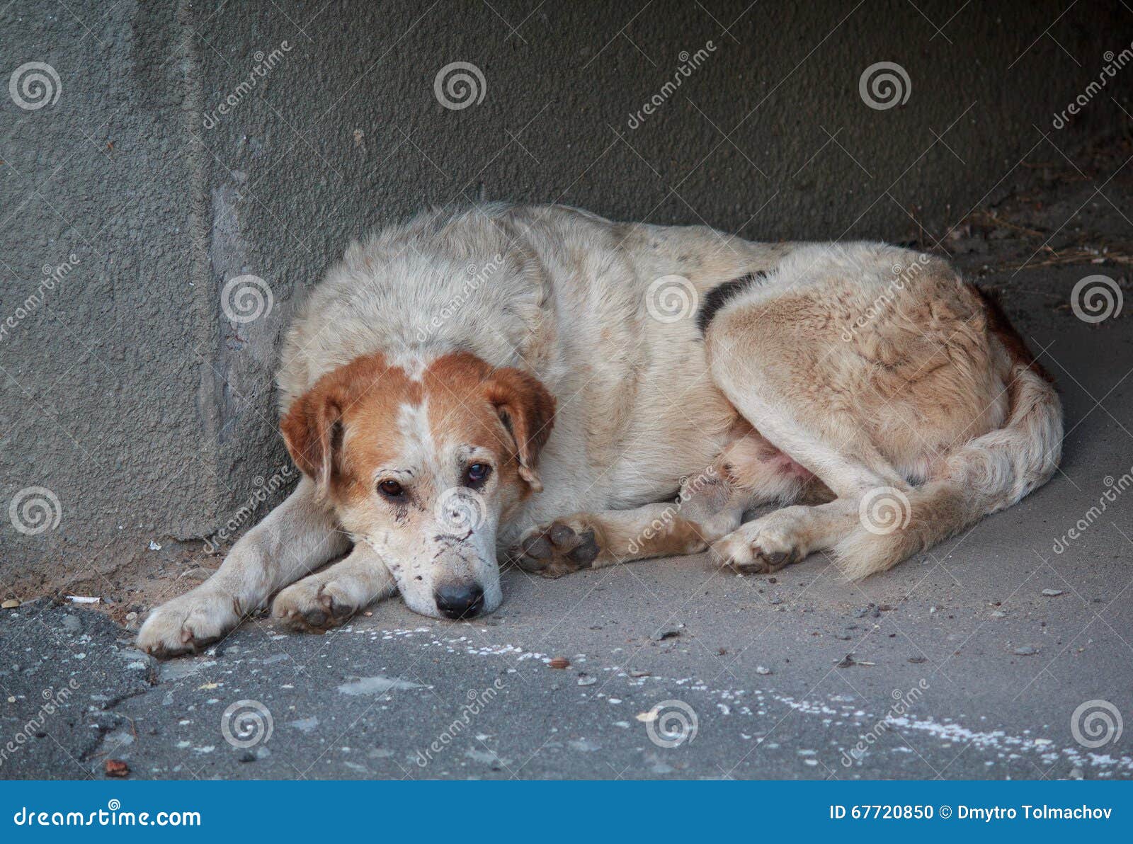 Sad Homeless Dog Lying on the Pavement Stock Photo - Image of portrait ...