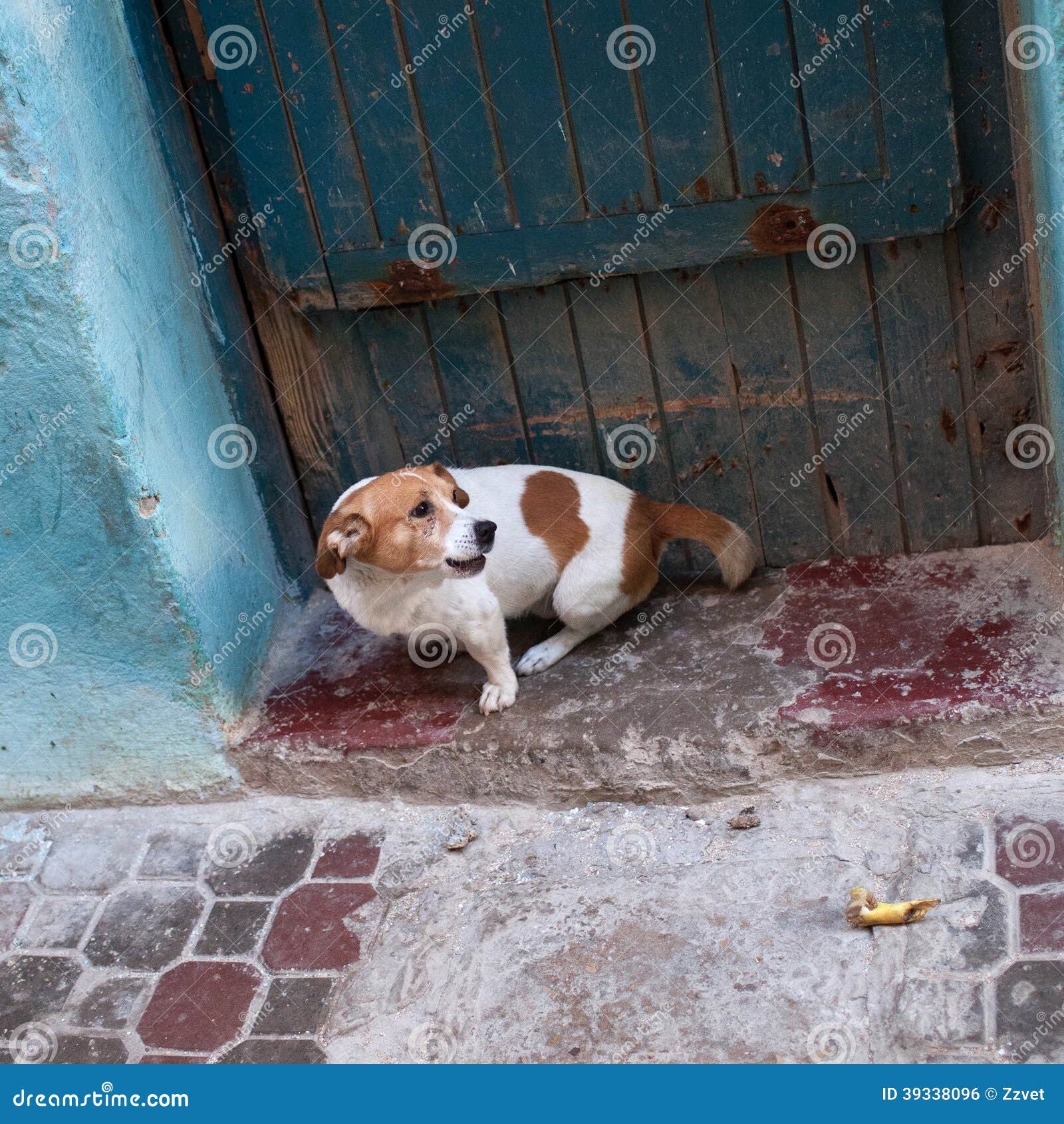 Sad homeless dog stock photo. Image of physical, homeless - 39338096