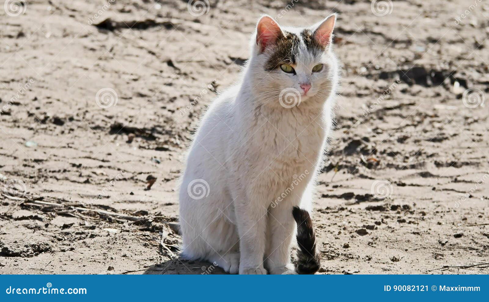 Sad Homeless White Cat Looking at the Camera Stock Image - Image of ...