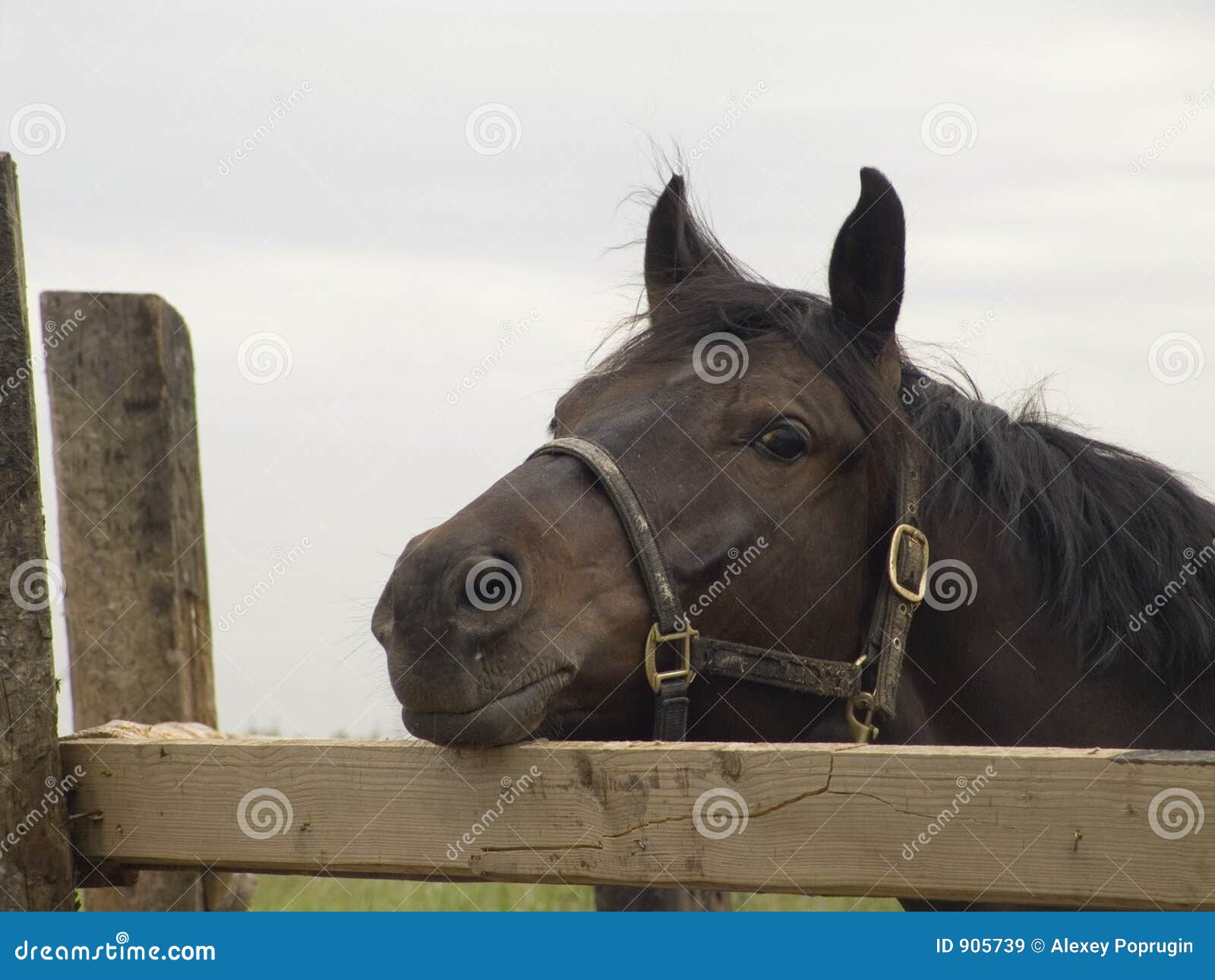 Horse Anatomy. Muscular System Royalty-Free Stock Photography ...