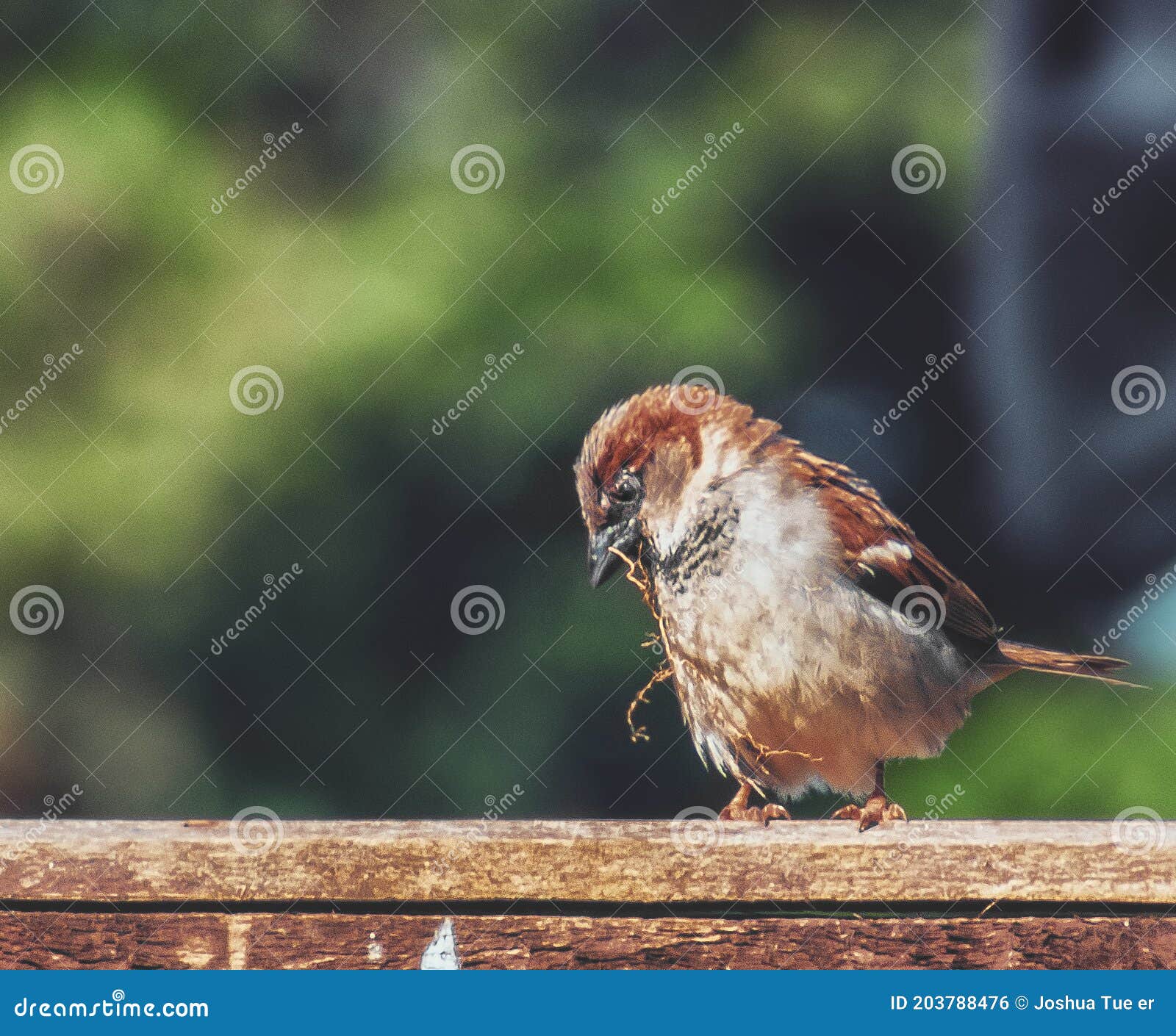 Sad house sparrow stock photo. Image of wildlife, bird - 203788476