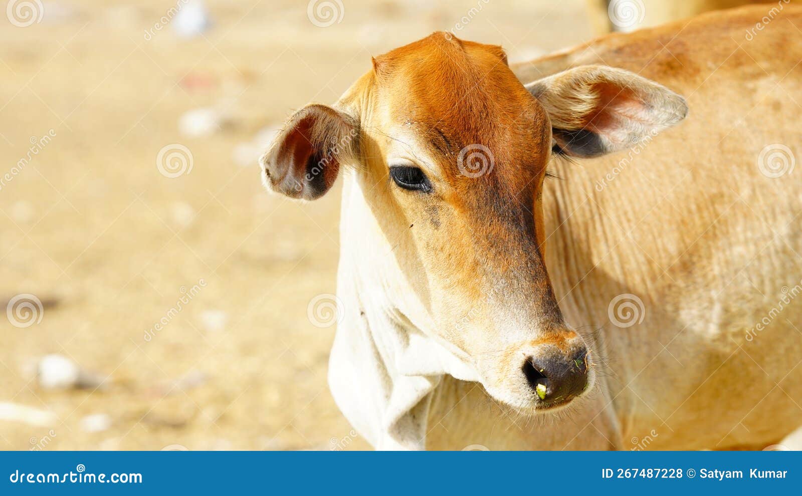 A Sad Hungry Cow Watching Someone for Food Stock Photo - Image of head ...