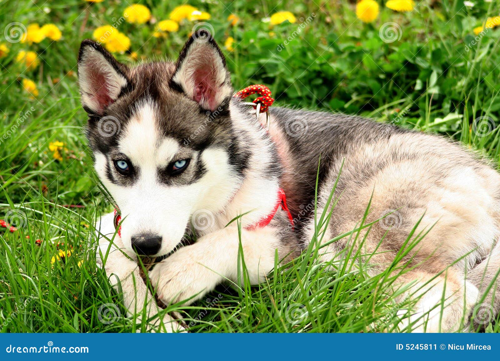 Sad husky dog immagine stock. Immagine di dogs, mammals - 5245811