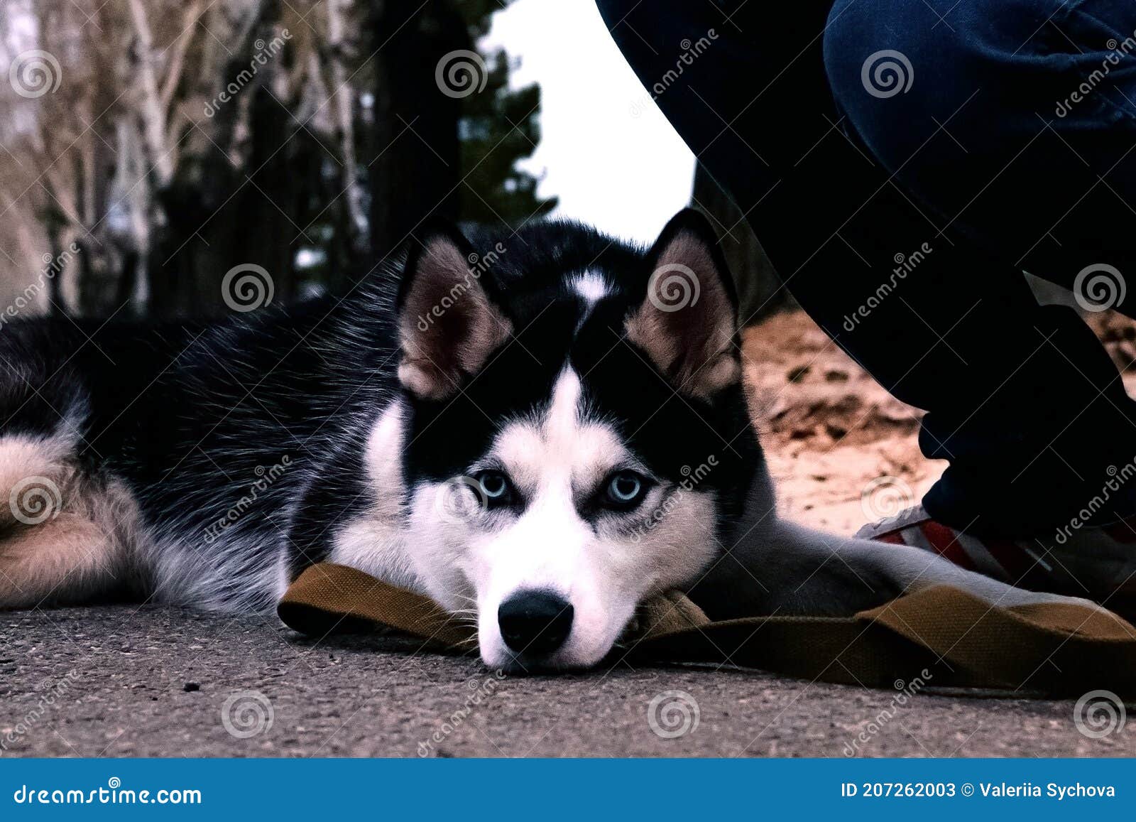 A Sad Husky Dog Lies at the Feet of the Owner Stock Image - Image of ...