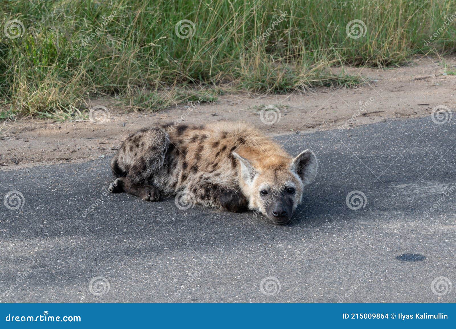 Sad Hyena Lying on the Road in Kruger Stock Photo - Image of hyena ...