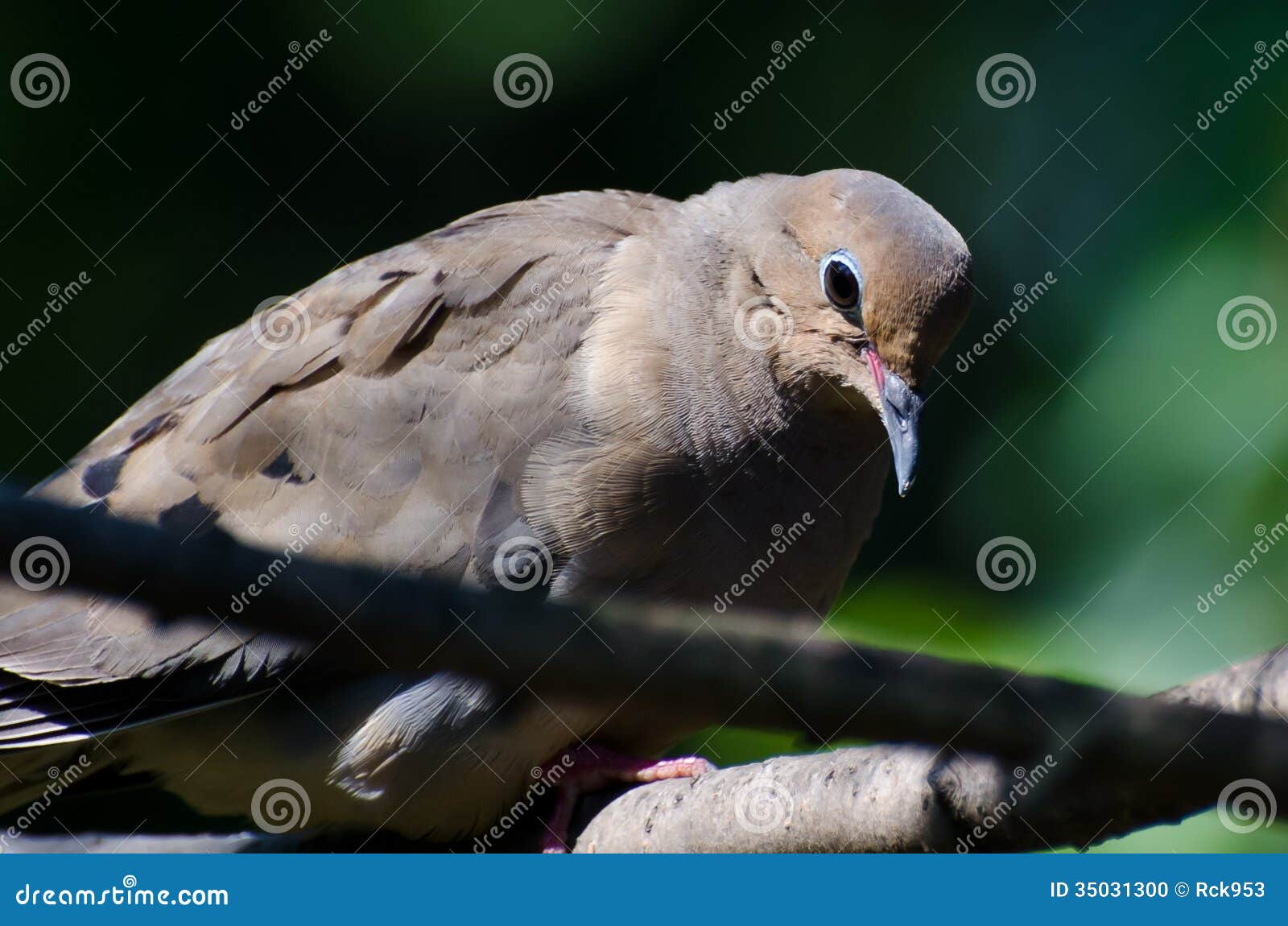 Sad and Introspective Mourning Dove Perched in a Tree Stock Photo ...