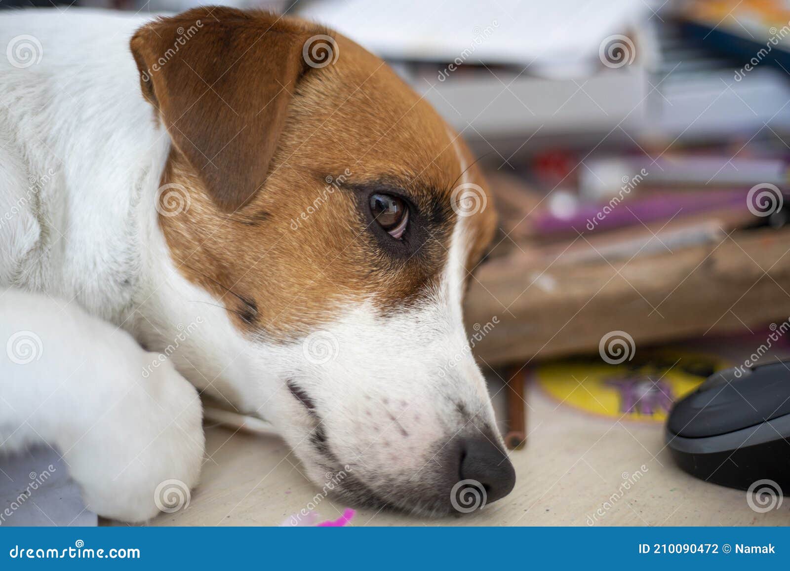 Sad Jack Russell Terrier Lies on the Desktop, Lockdown Stock Photo ...