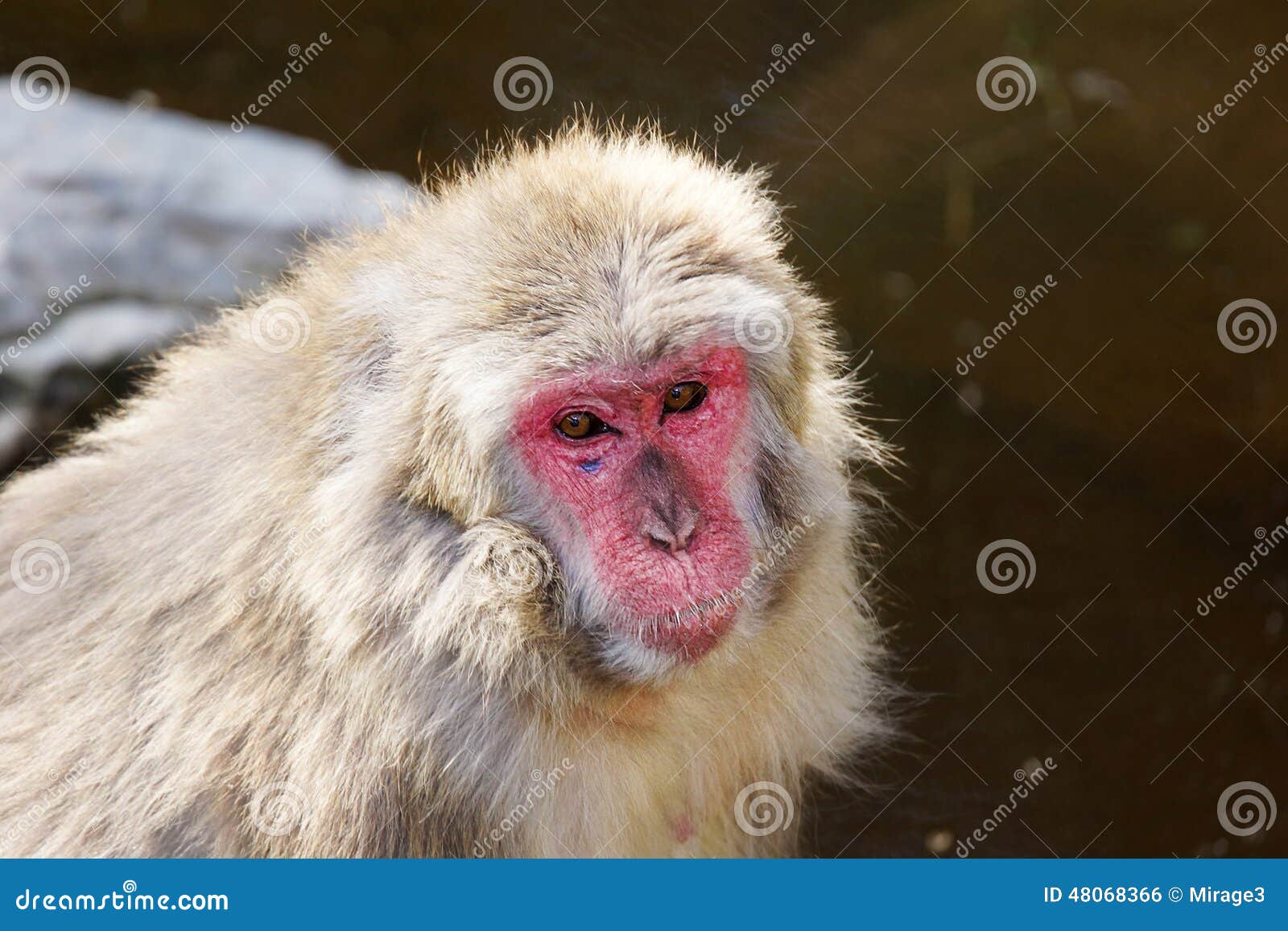Sad Japanese macaque stock photo. Image of japanese, water - 48068366