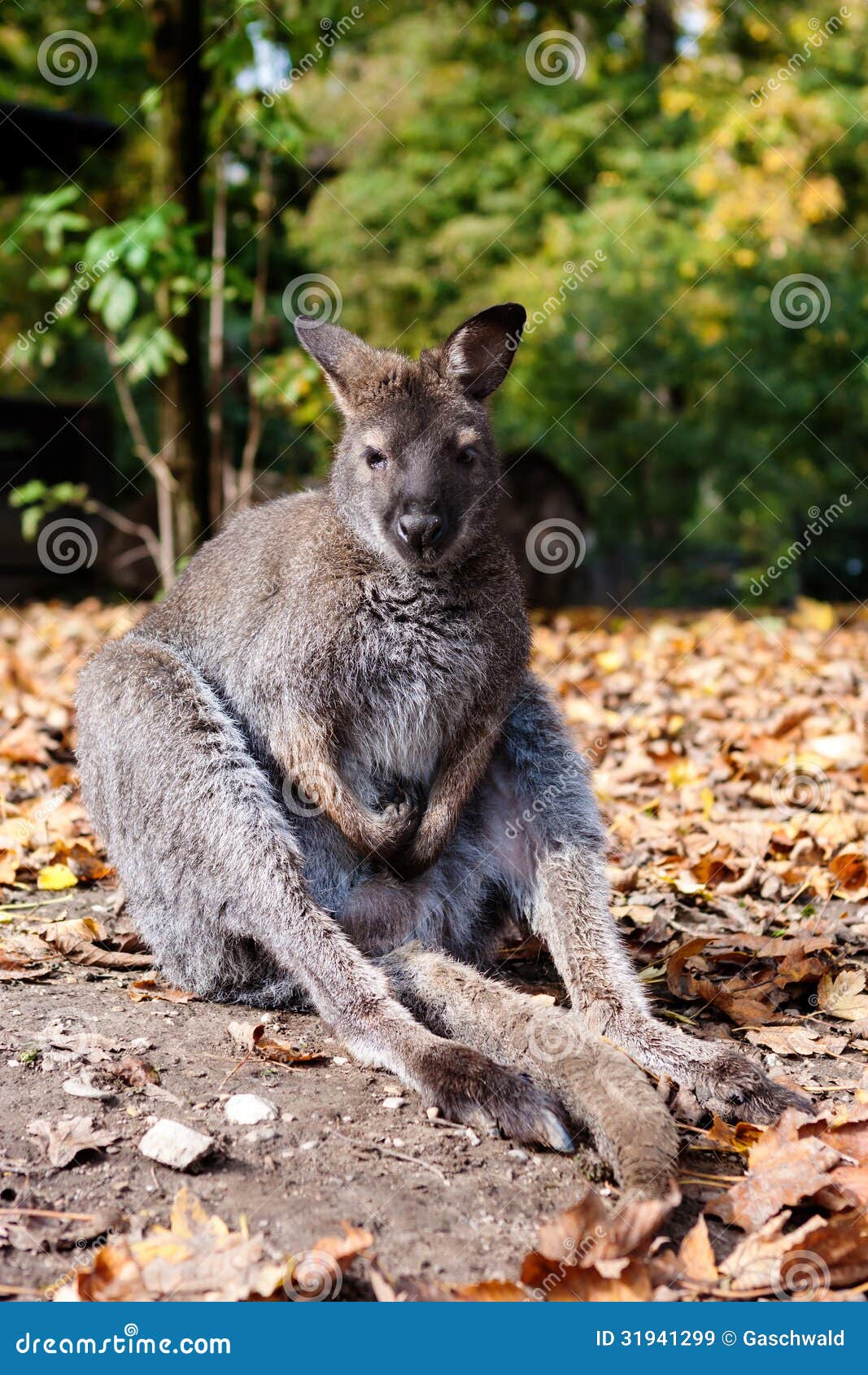 Sad Kangaroo stock image. Image of funny, loneliness - 31941299