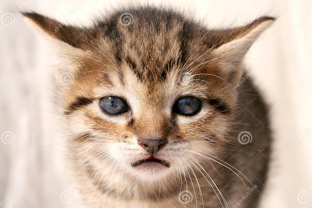 Sad kitten stock image. Image of loving, face, feline, focus - 303555