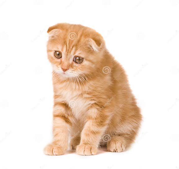 Sad kitten stock photo. Image of feline, isolated, interested - 5347910