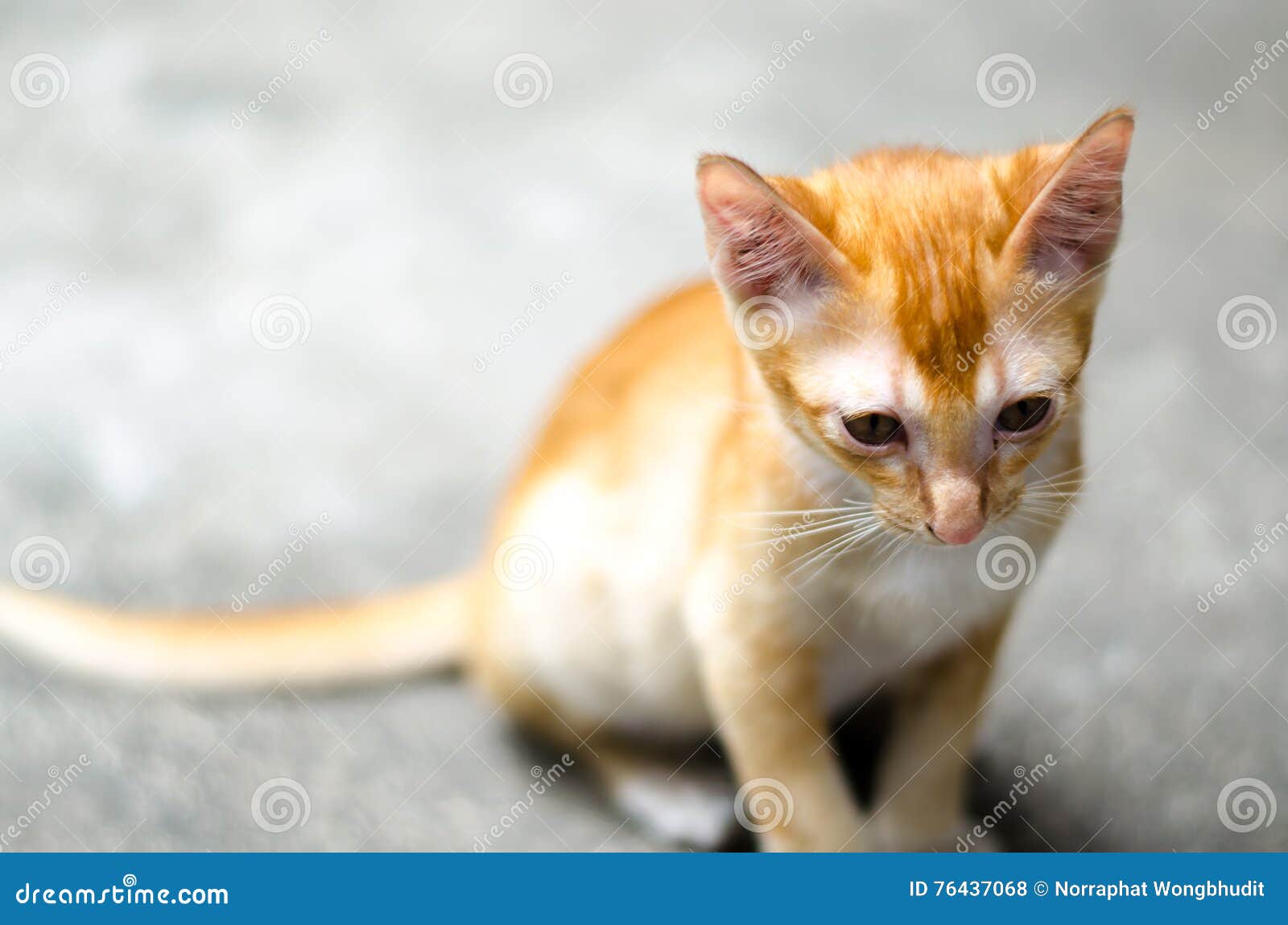 The Sad Kitten stock photo. Image of isolated, beige - 76437068