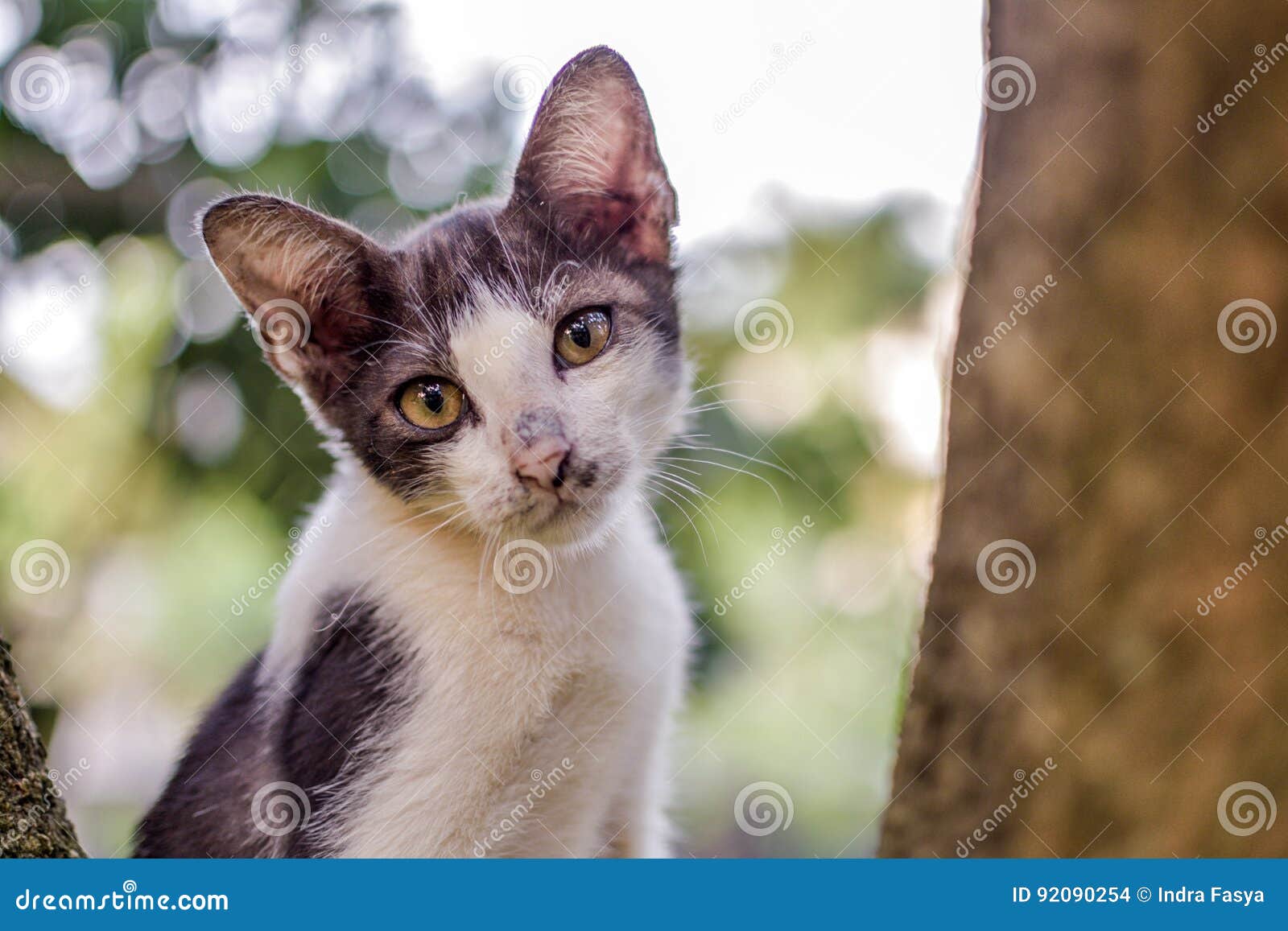 Sad Kitten stock photo. Image of portrait, mammal, kitten - 92090254